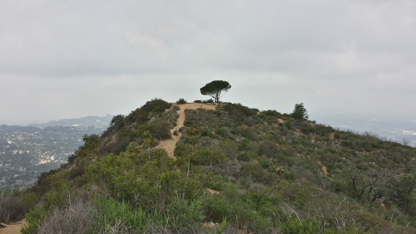 The Wisdom Tree, Cahuenga Peak & Hollywood Sign - Elemental Quests